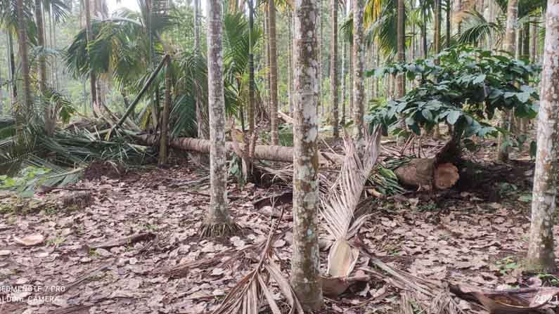 ಅಡಕೆ, ತೆಂಗಿನ ತೋಟದಲ್ಲಿ ಆರು ಕಾಡಾನೆಗಳ ಗ್ಯಾಂಗ್ ದಾಳಿ - Kannada News ...