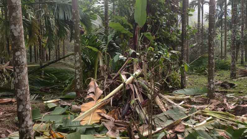 ಅಡಕೆ, ತೆಂಗಿನ ತೋಟದಲ್ಲಿ ಆರು ಕಾಡಾನೆಗಳ ಗ್ಯಾಂಗ್ ದಾಳಿ - Kannada News ...