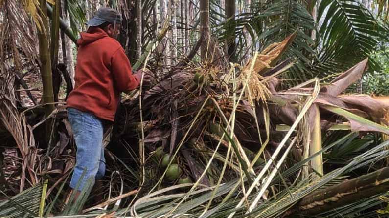 ಅಡಕೆ, ತೆಂಗಿನ ತೋಟದಲ್ಲಿ ಆರು ಕಾಡಾನೆಗಳ ಗ್ಯಾಂಗ್ ದಾಳಿ - Kannada News ...