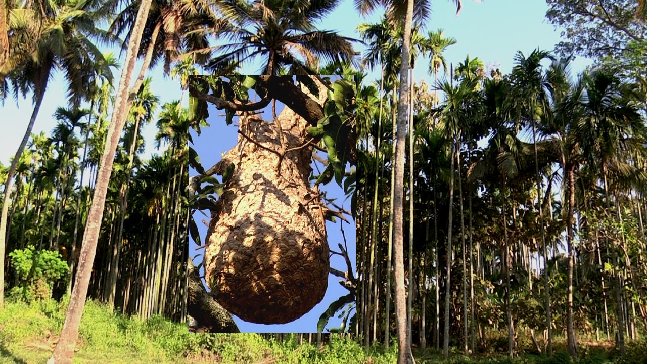 Deadly Insect Bite: ಇದು ಯಾವುದು ವಿಷಕಾರಿ ಹುಳು? ದಾವಣಗೆರೆ ಮಂದಿಯನ್ನು ...