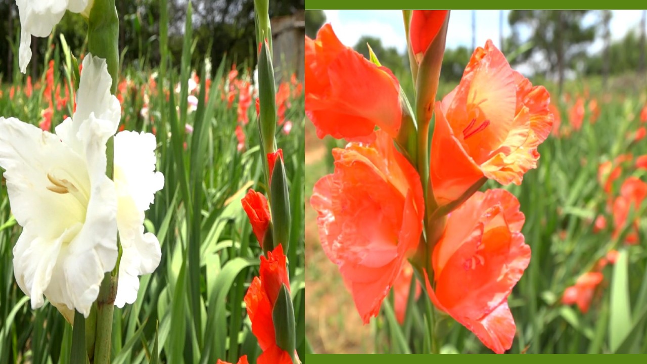 Gladiolus - ಚಿಕ್ಕಬಳ್ಳಾಪುರ: ಕೈಹಿಡಿದ ಗ್ಲಾಡಿಯೋಲಸ್ ಎಂಬ ಸುರಸುಂದರಿ, ರೈತರ ಬಾಳು ...